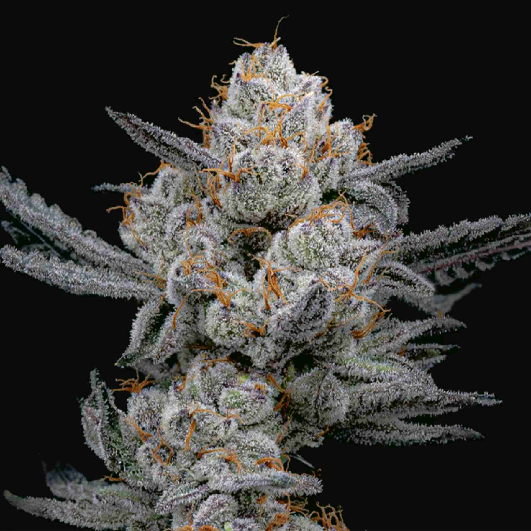 Gary Payton Feminized Cannabis Seeds – Powerful Hybrid