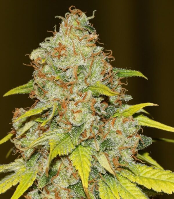 Skunk #1 Autoflowering Cannabis Seeds – Classic Hybrid