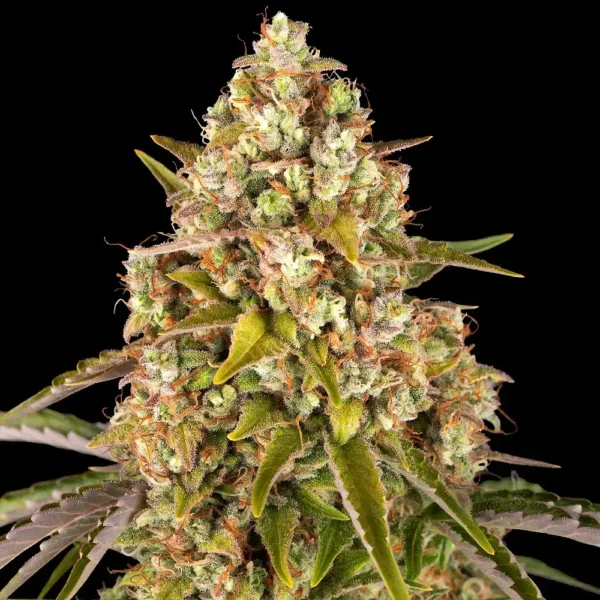 Critical Kush Autoflowering Cannabis Seeds – Potent Indica